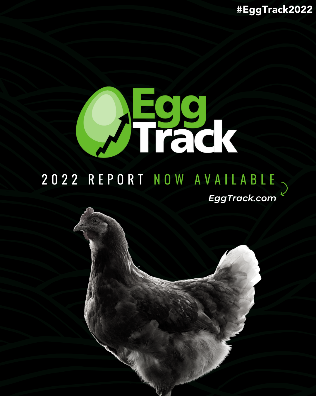 EggTrack ชี้ อุตสาหกรรมไข่ไก่โลกกำลังเปลี่ยนผ่านไปสู่การผลิตแบบไร้กรง ...